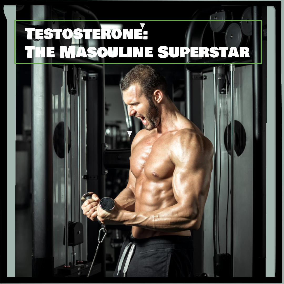 Testosterone: The Masculine Superstar - BANKOFFIT : Your Health ...